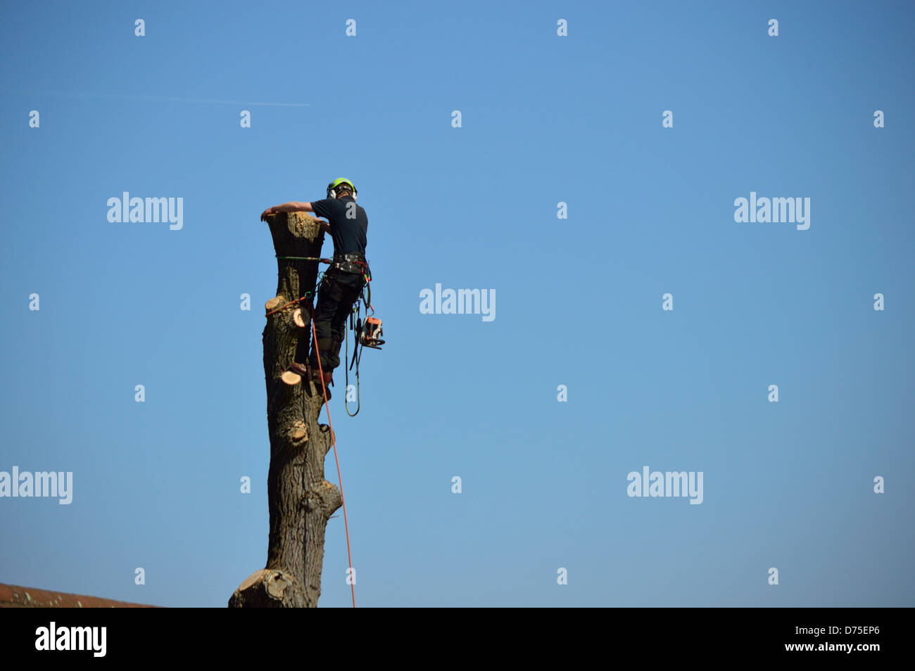 Tree Surgeon at Work Stock Photo - Alamy