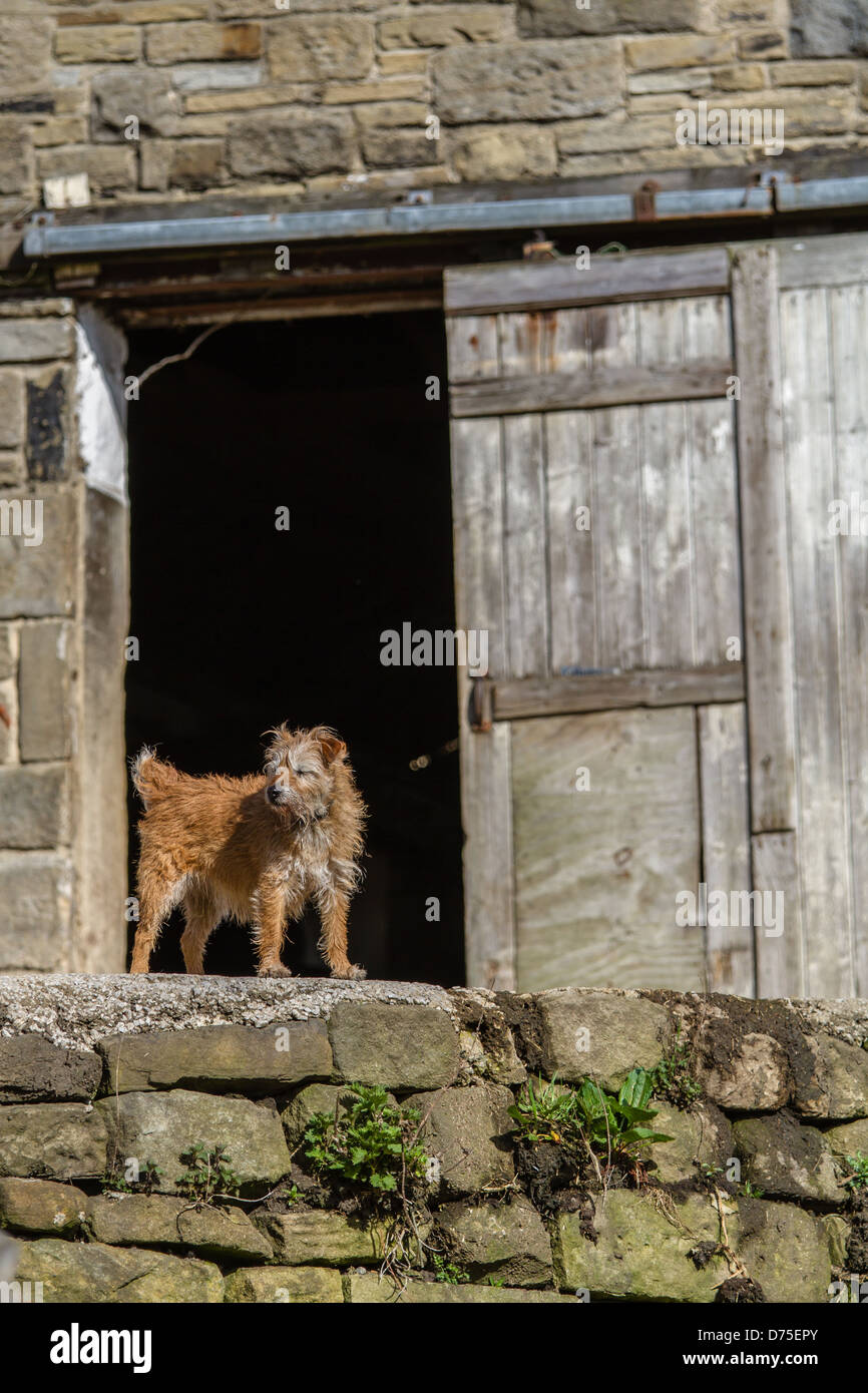Farm dog standing outside a barn, Yorkshire Stock Photo - Alamy