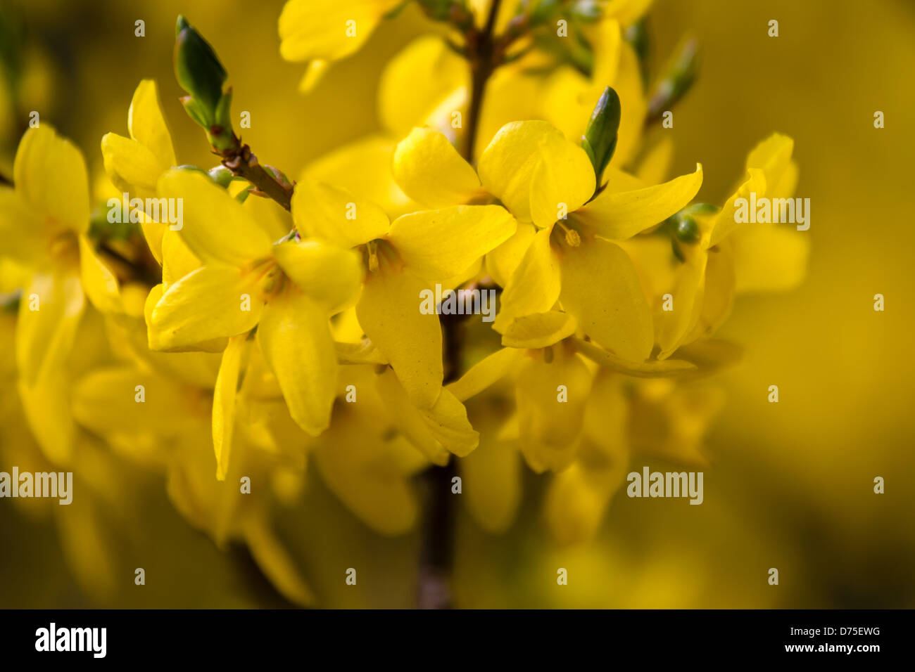 Close up of yellow forsythia in full bloom Stock Photo - Alamy