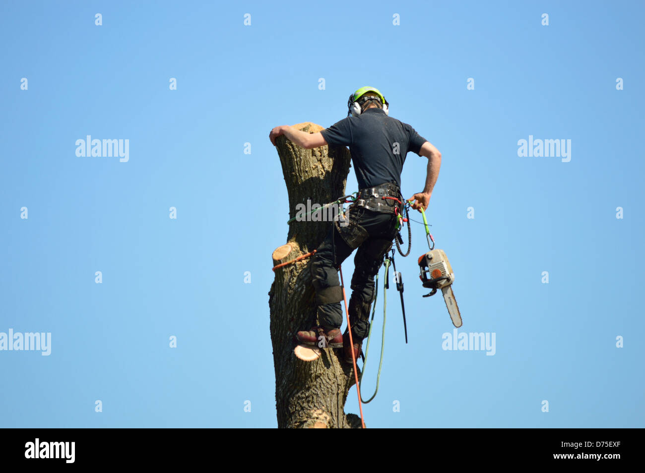 Tree Surgeon at Work Stock Photo - Alamy