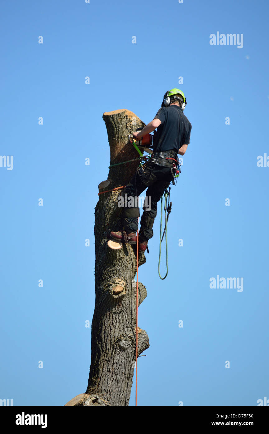 Tree Surgeon at Work Stock Photo - Alamy