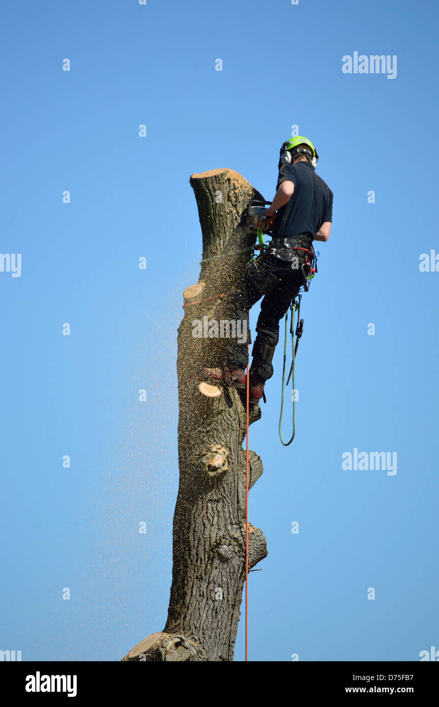 Tree Surgeon at Work Stock Photo - Alamy