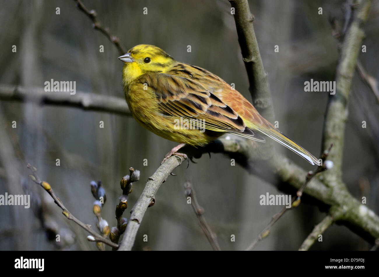 Yellowhammer close up hi-res stock photography and images - Alamy