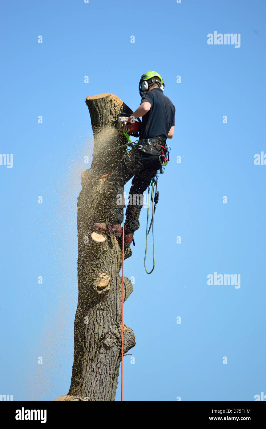 Tree Surgeon at Work Stock Photo - Alamy