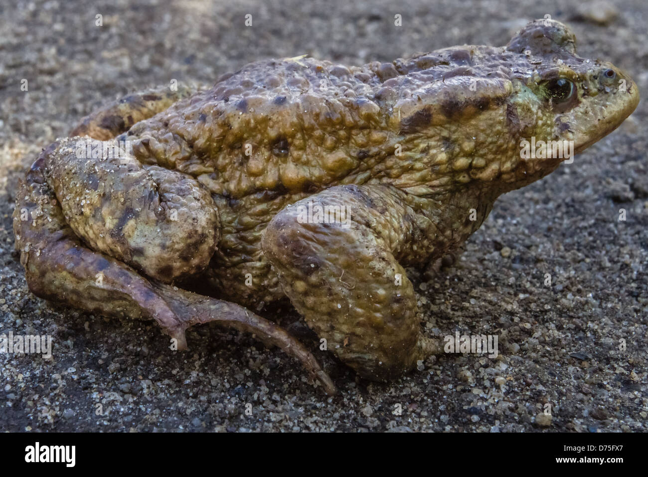Warty skin amphibian hi-res stock photography and images - Alamy
