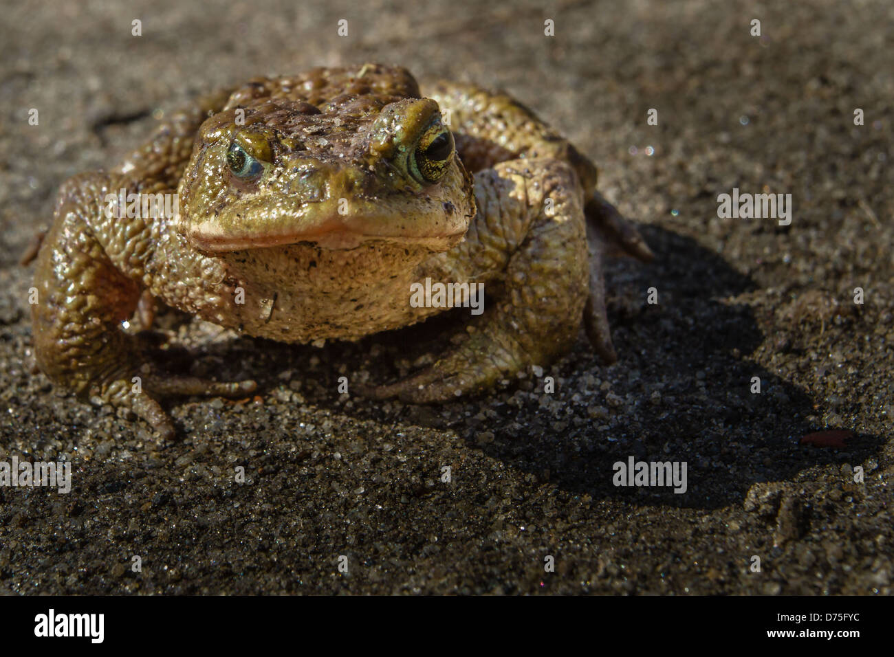 Common toad - Hebden Bridge canal, UK Stock Photo - Alamy
