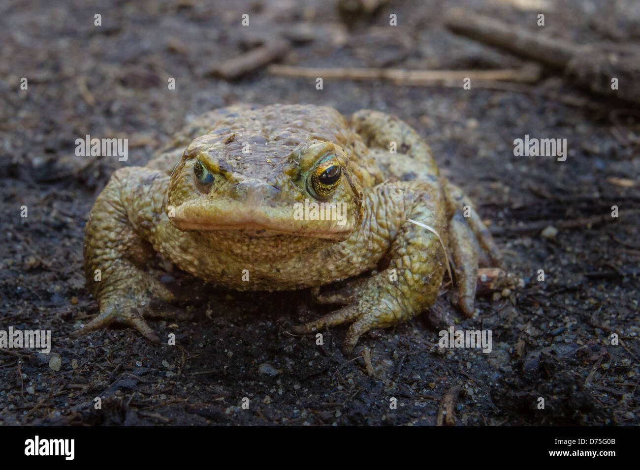 Common toad stands in the way - Hebden Bridge canal Stock Photo - Alamy