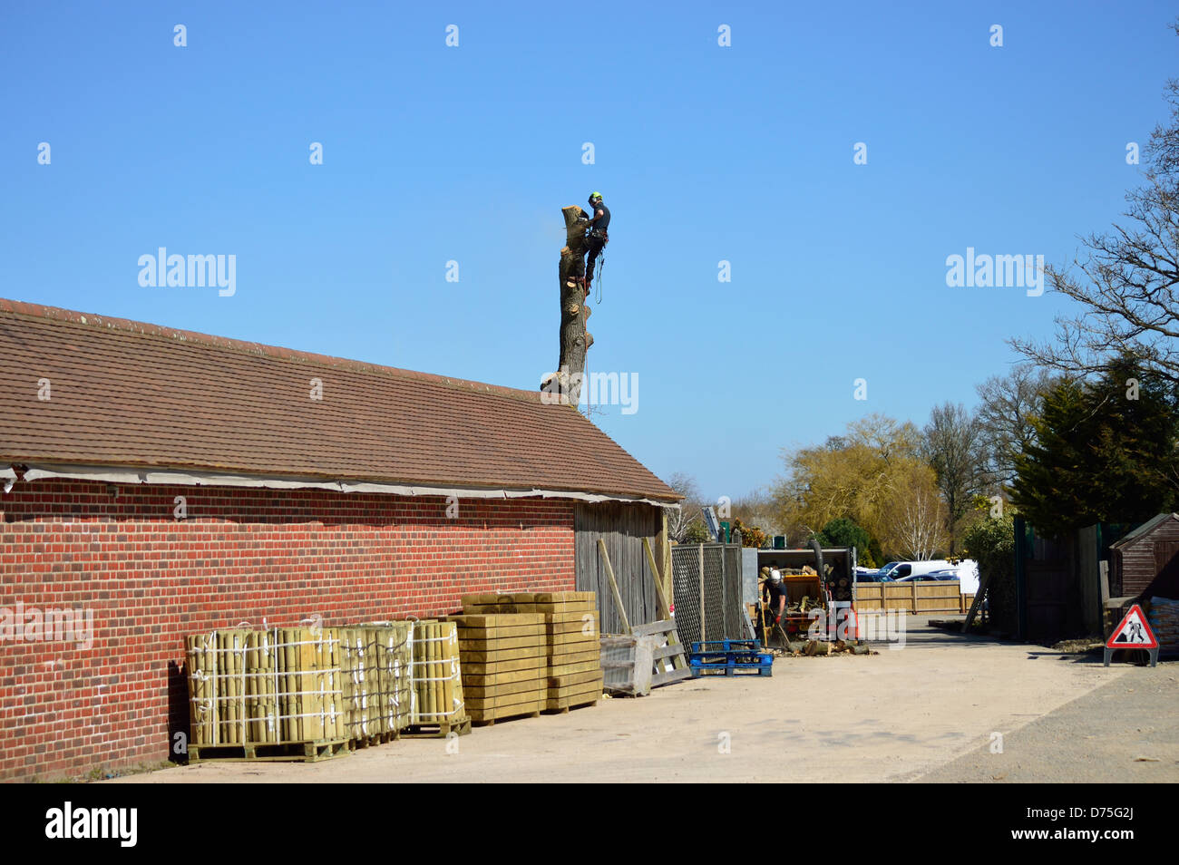 Tree Surgeon at Work Stock Photo - Alamy