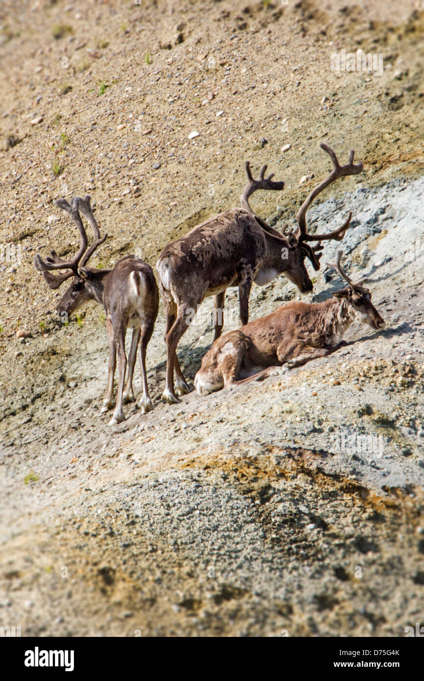 Carabou hi-res stock photography and images - Alamy