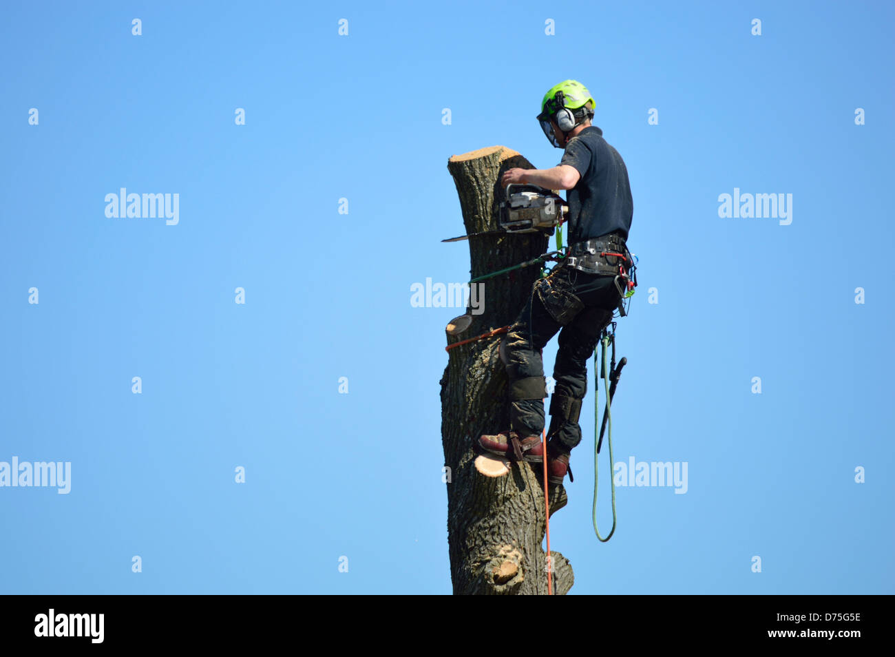 Tree Surgeon at Work Stock Photo - Alamy