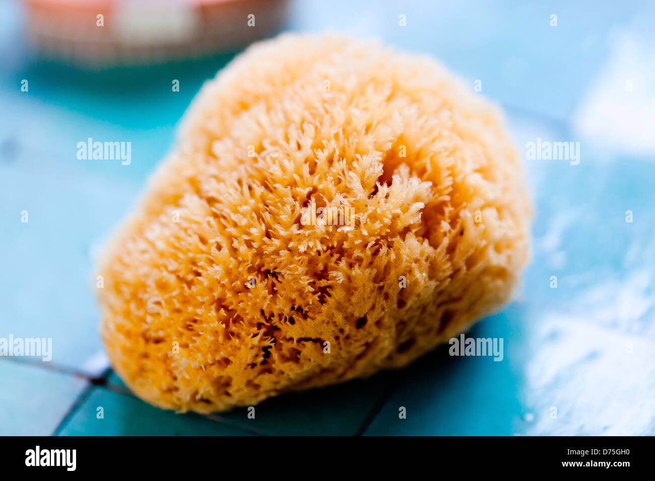 Eponge naturelle (éponge de mer Stock Photo - Alamy