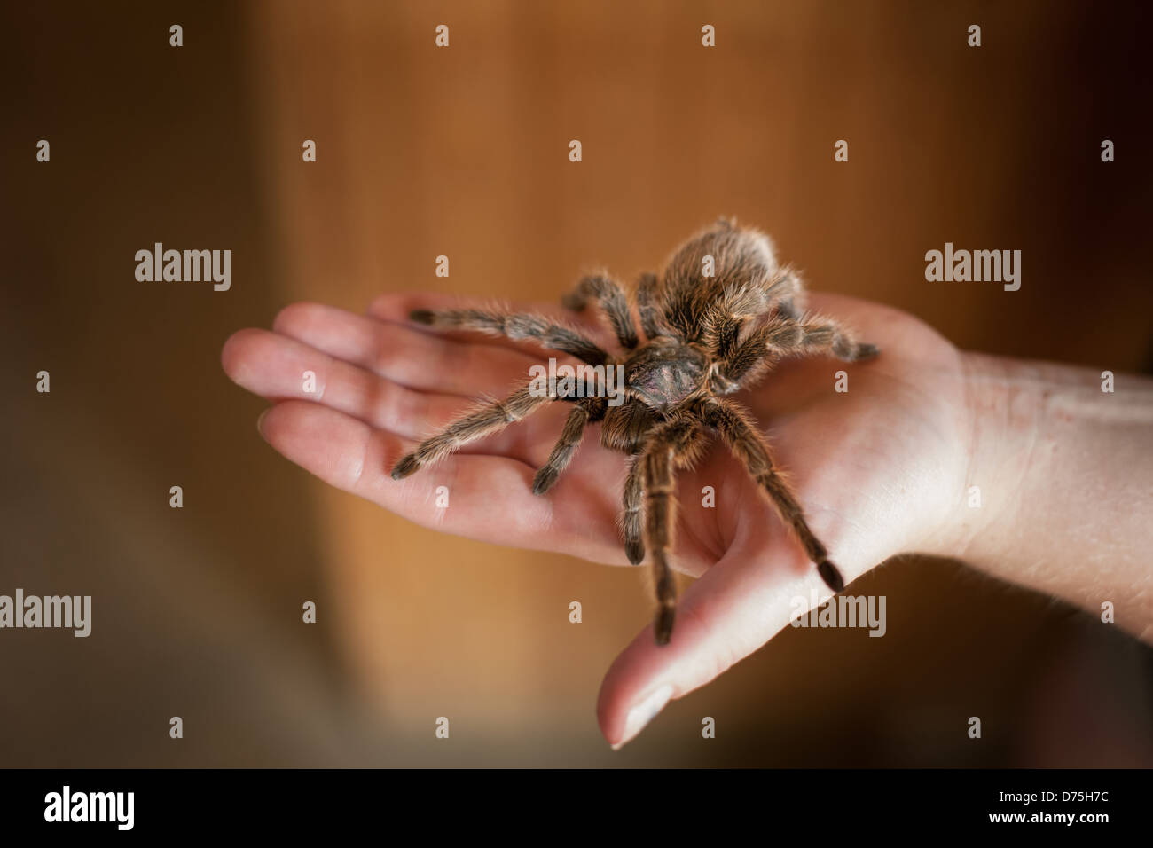 Tarantula Bite Human