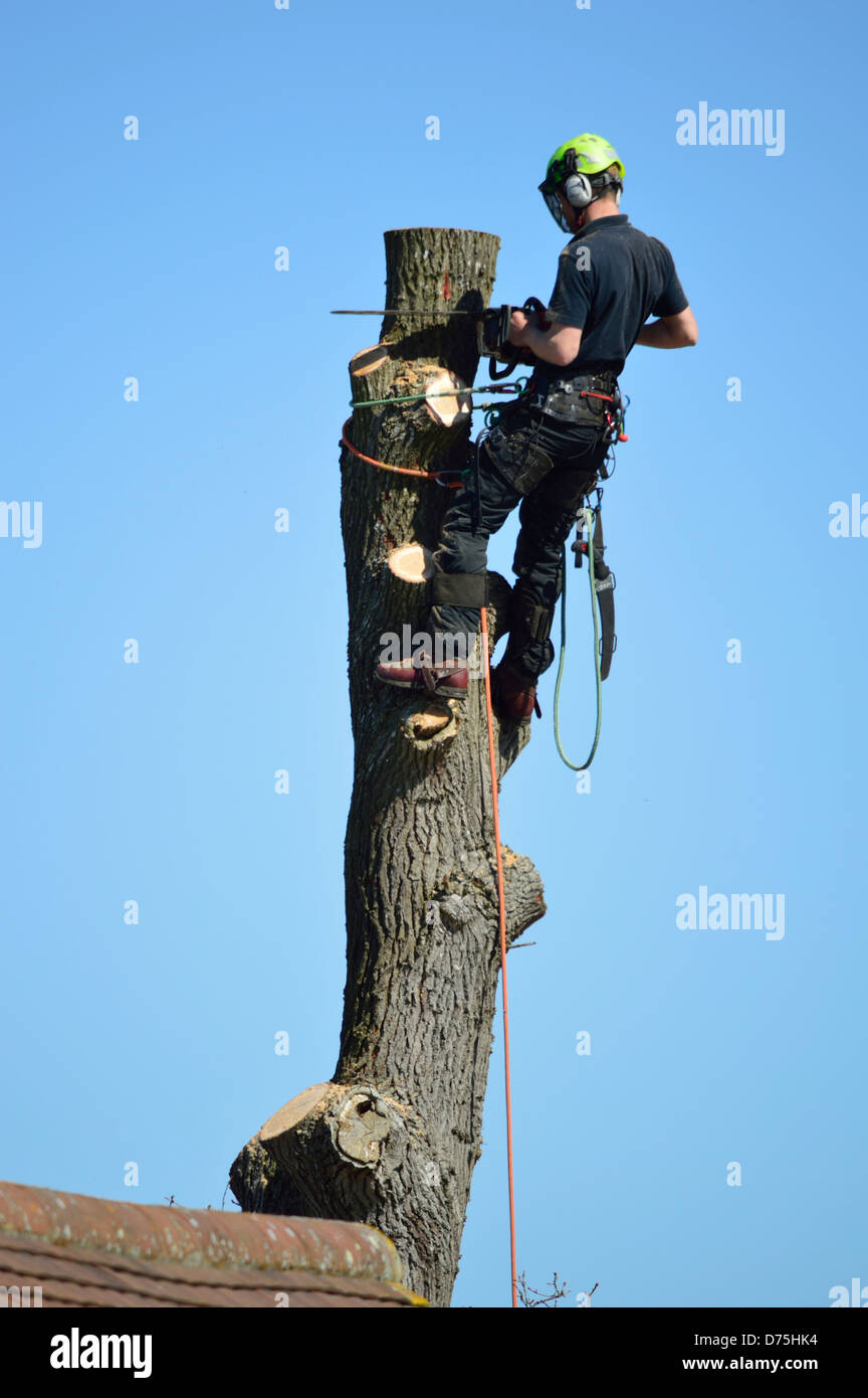 Tree tree climber tree surgeon hi-res stock photography and images - Alamy