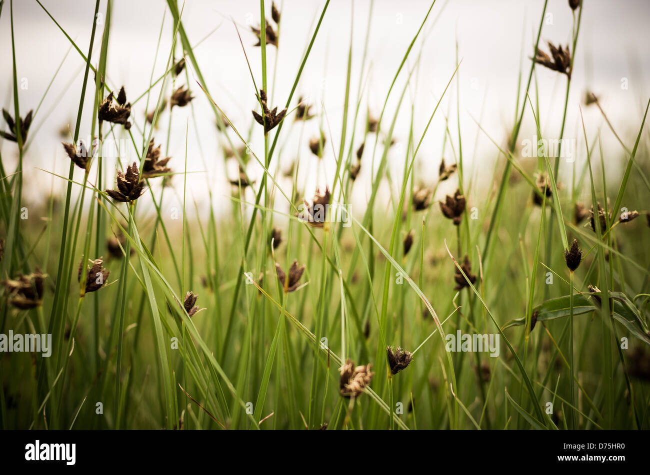 Grasses and Seed pods Stock Photo - Alamy