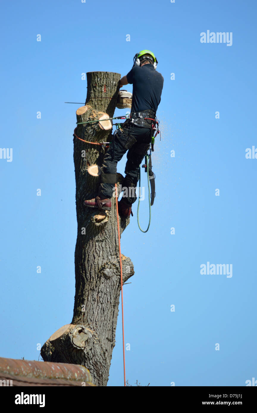 Tree Surgeon at Work Stock Photo - Alamy