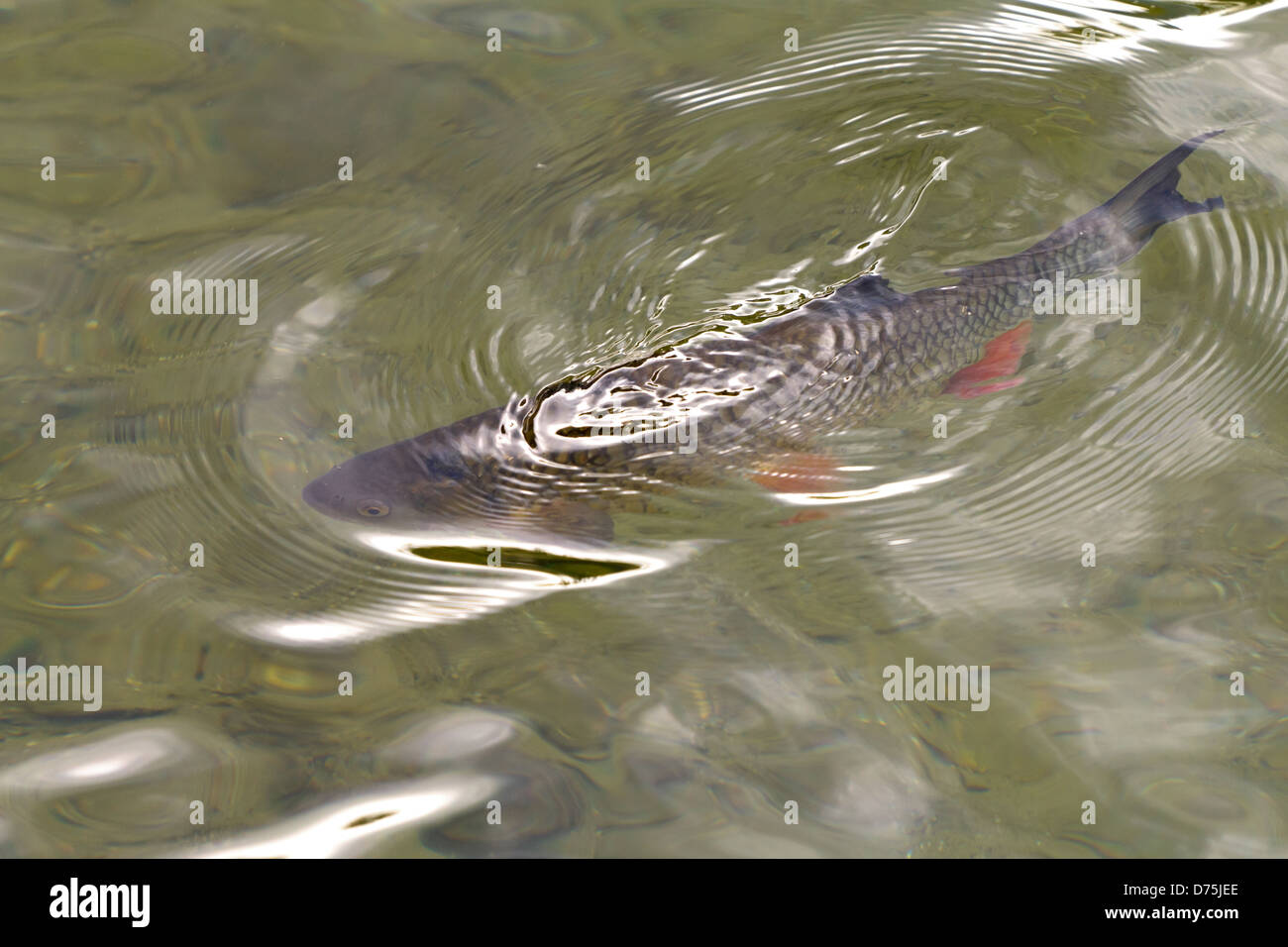 Austria carp fish hi-res stock photography and images - Alamy