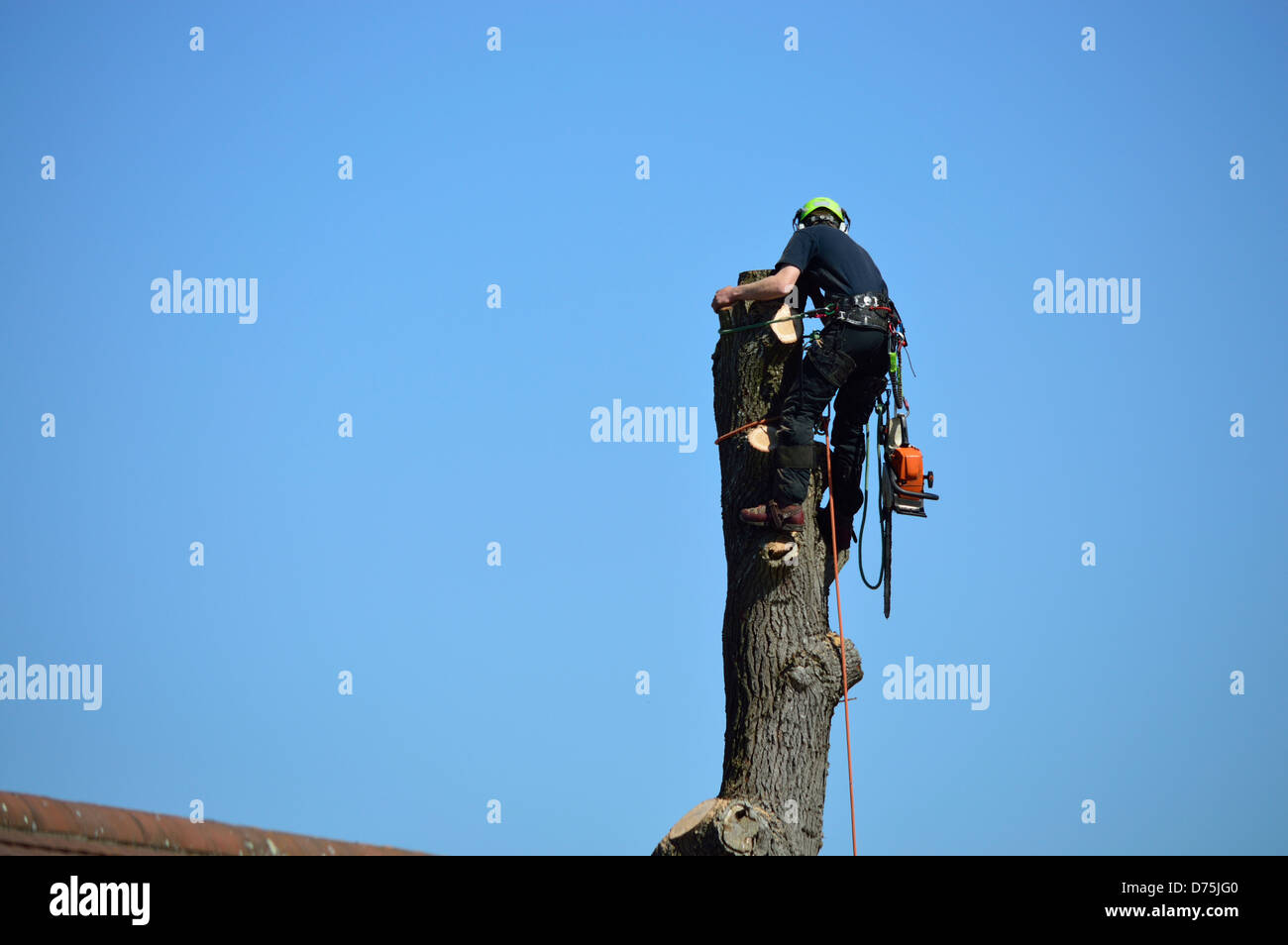 Tree Surgeon at Work Stock Photo - Alamy