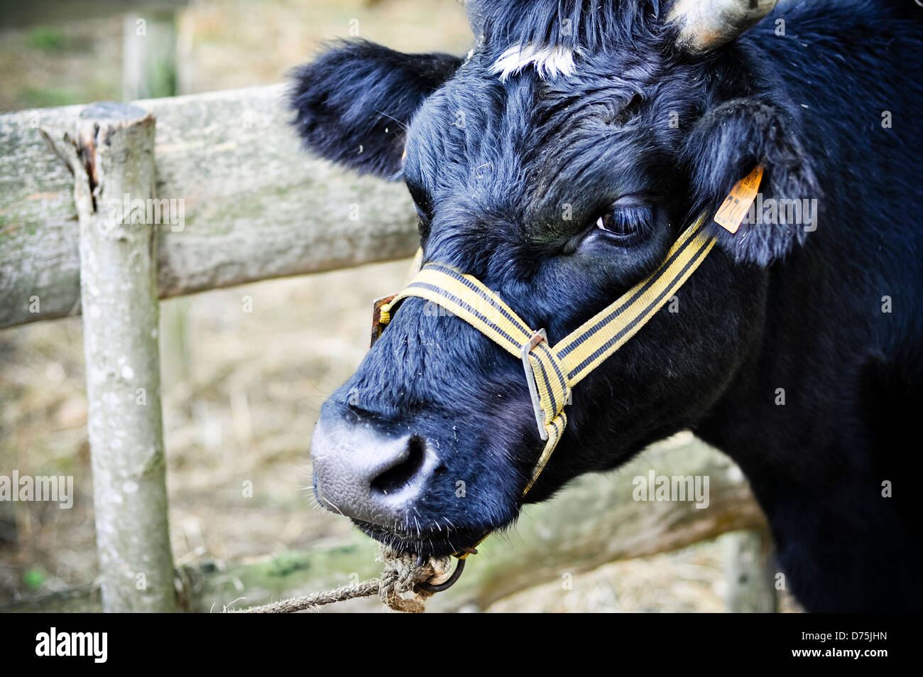cow on the bio farm Stock Photo - Alamy