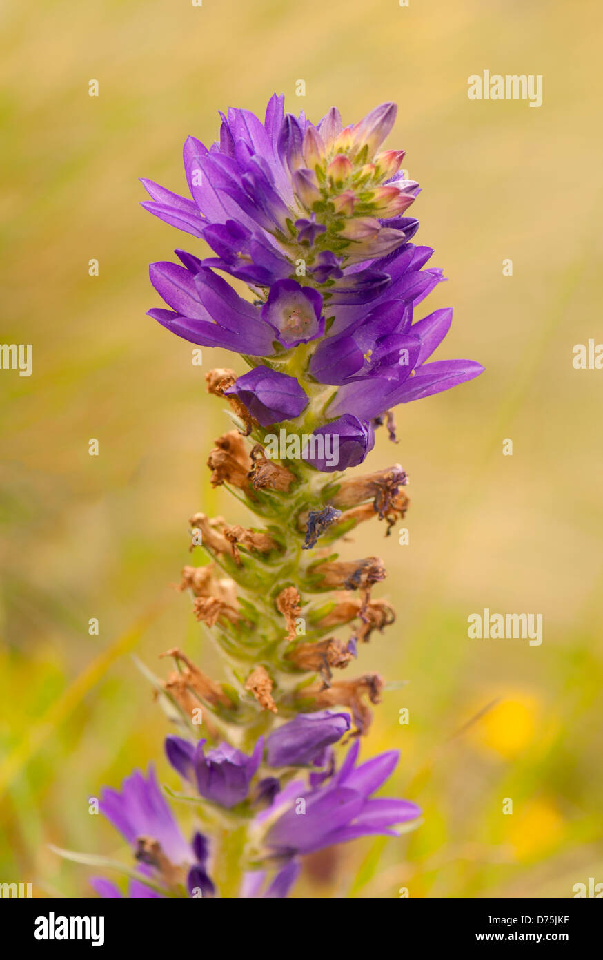 Rare alpine flora hi-res stock photography and images - Alamy