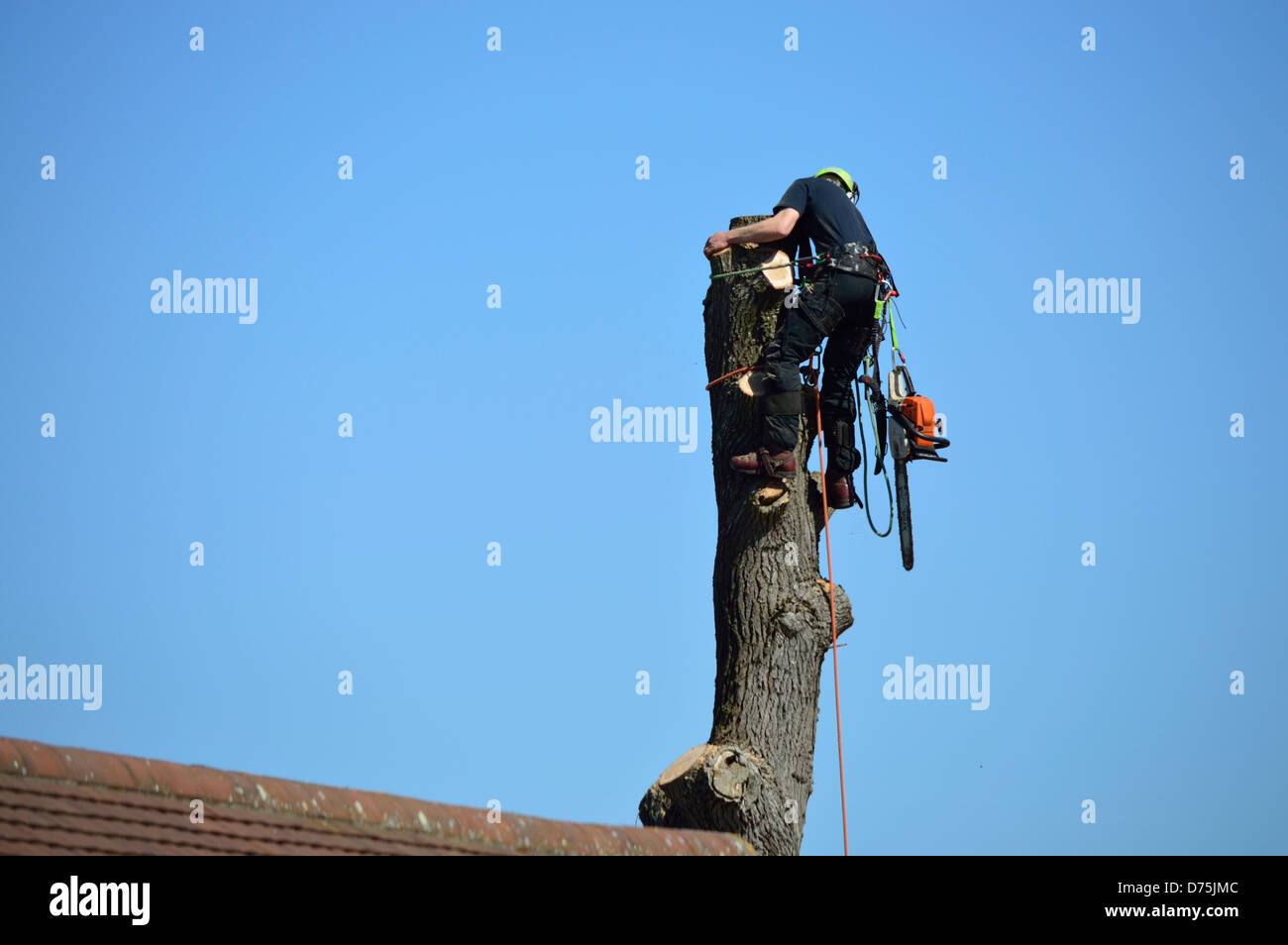 Tree Surgeon at Work Stock Photo - Alamy
