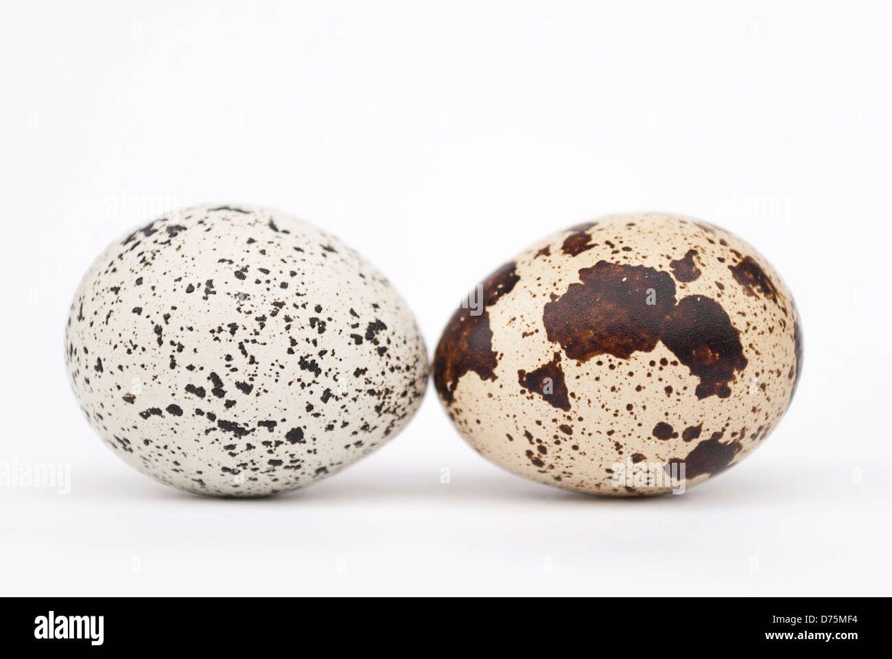 Two quail eggs on a white background Stock Photo - Alamy