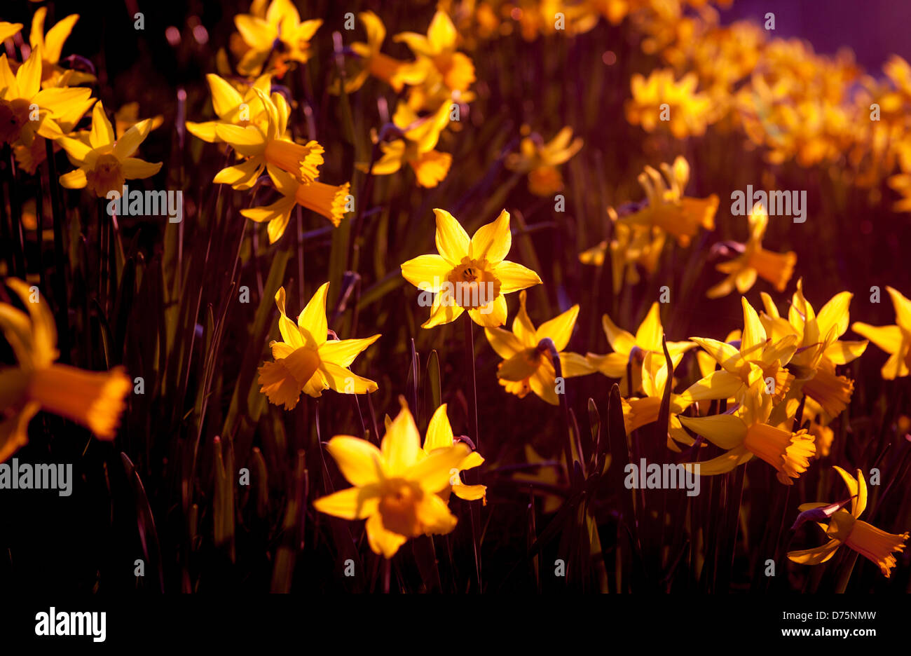 Backlit daffodils at sunset, growing on the mound of Cliffords Tower in ...
