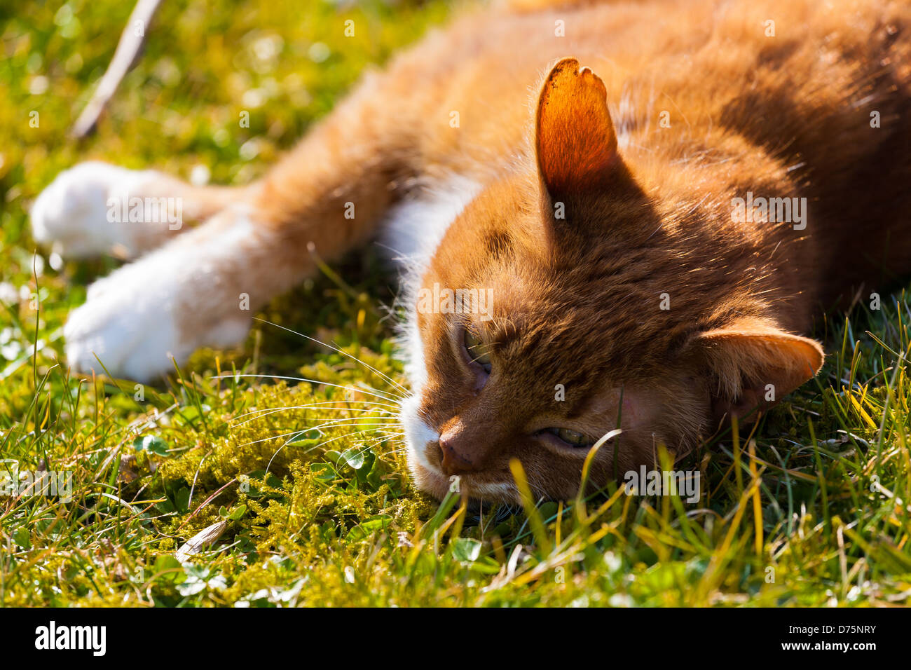 Sunbathing cat hi-res stock photography and images - Alamy