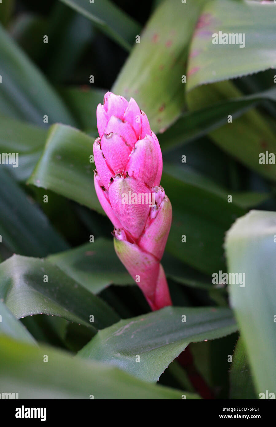 Portea hi-res stock photography and images - Alamy