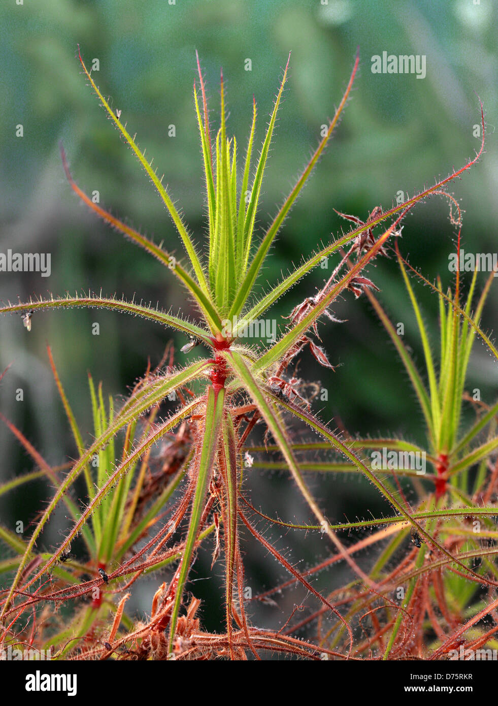Flycatcher Bush, Roridula gorgonias, Roridulaceae. South Africa. Syn. R ...