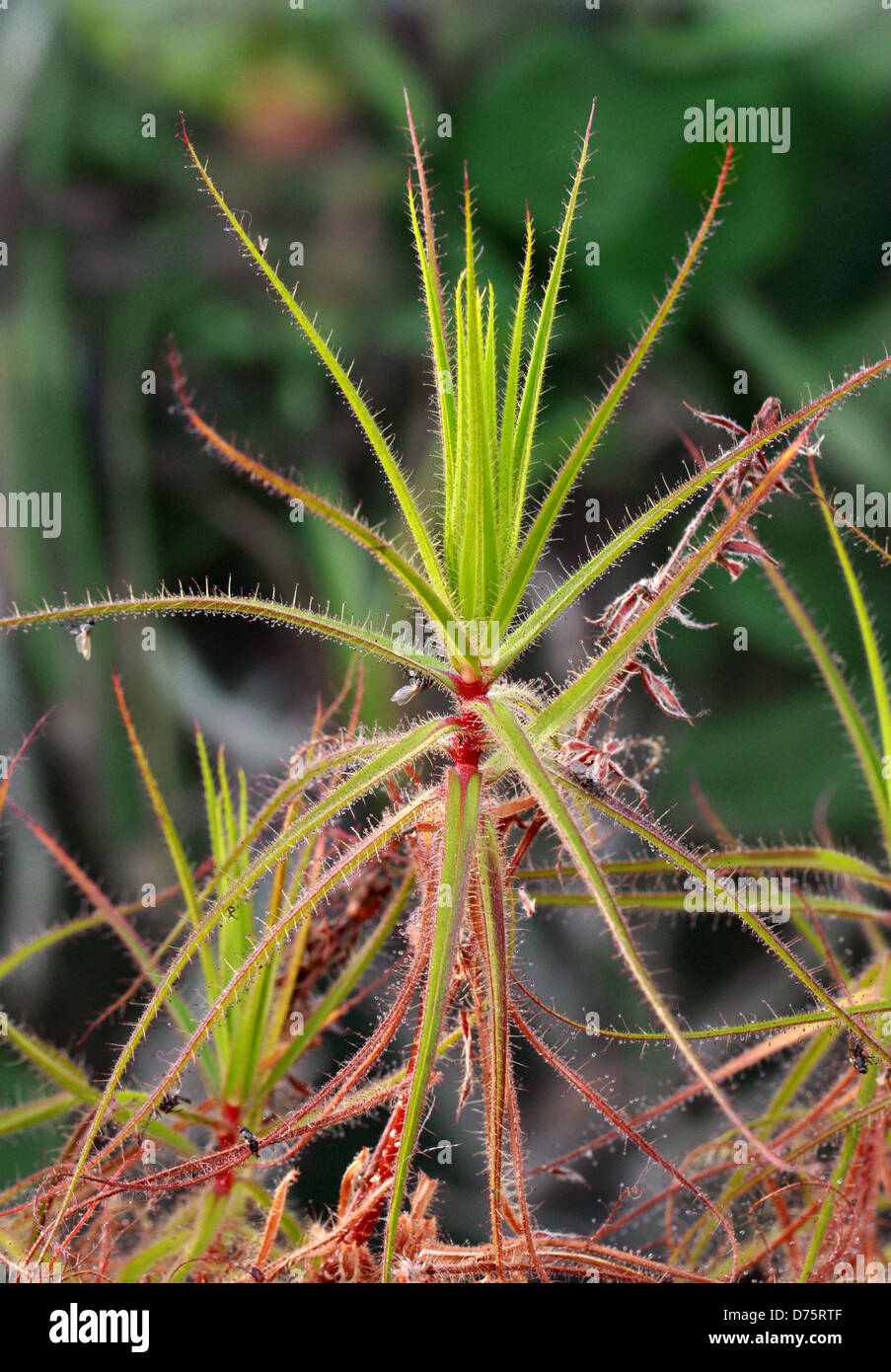 Roridulaceae hi-res stock photography and images - Alamy
