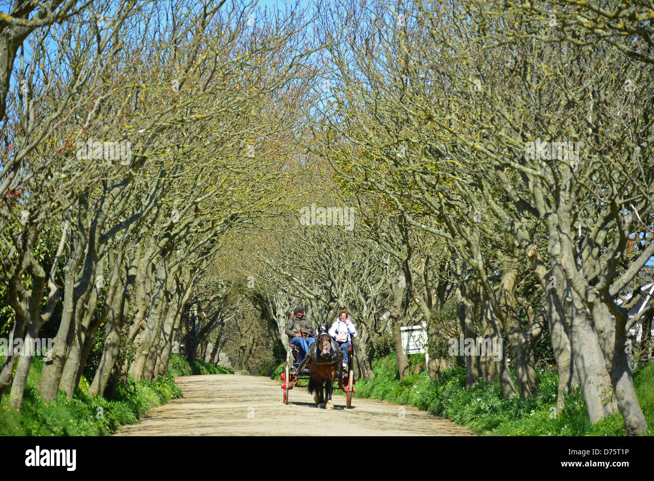 Tourists on horse-drawn carriage ride, Greater Sark, Sark, Bailiwick of ...