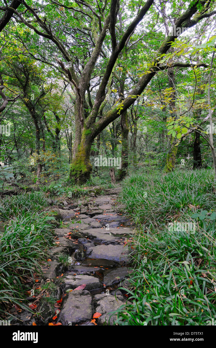 Stone paved foot path through woodland Stock Photo - Alamy