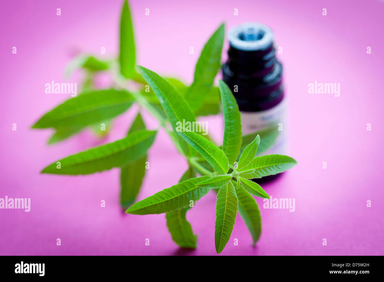 Verbena essential oil hi-res stock photography and images - Alamy