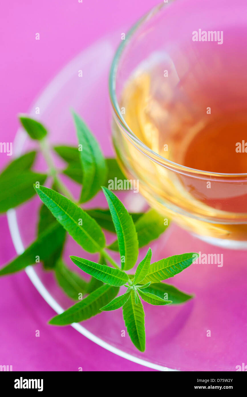 Verbeena herbal tea Stock Photo - Alamy