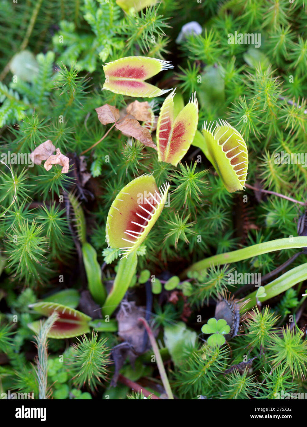 Carnivorous Plants Venus Fly Trap