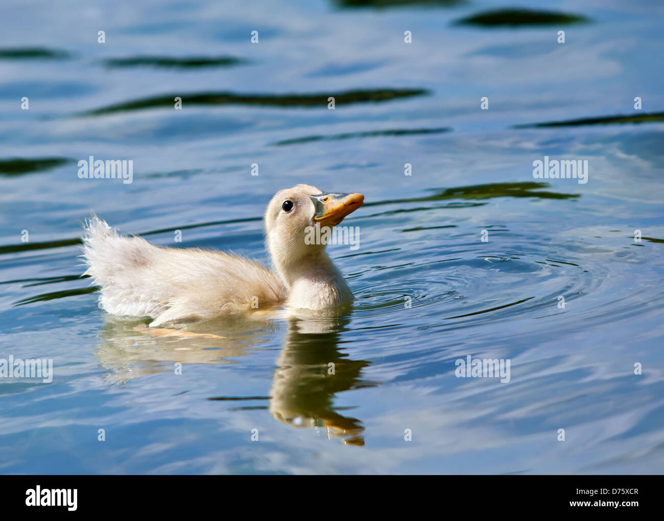 Cute duckling swimming in the lake Stock Photo - Alamy