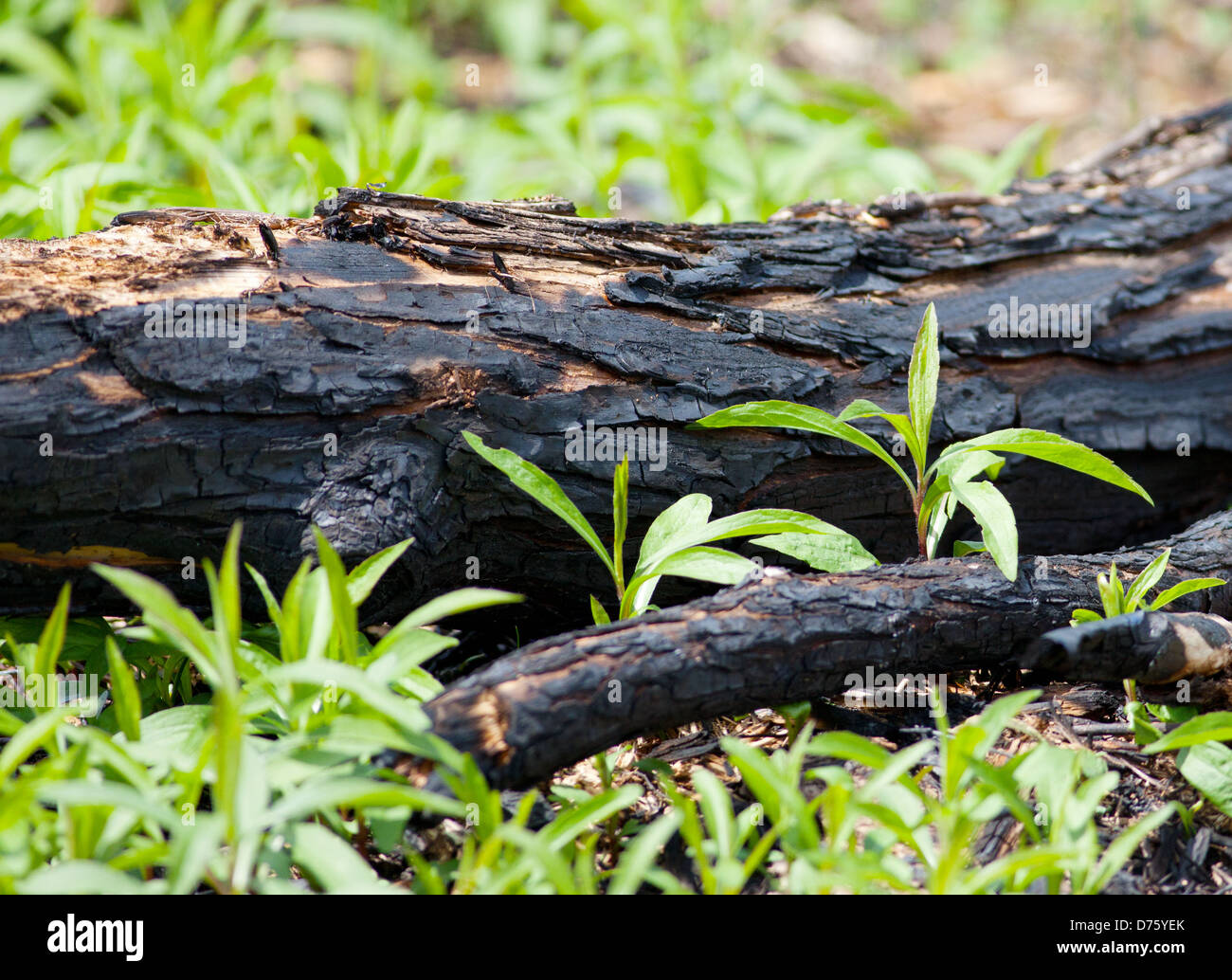 Burned tree hi-res stock photography and images - Alamy