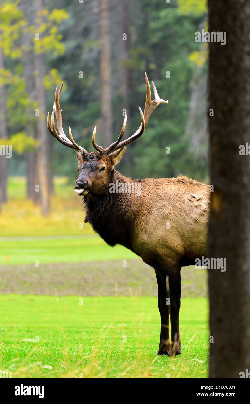 Elk with tongue out hi-res stock photography and images - Alamy