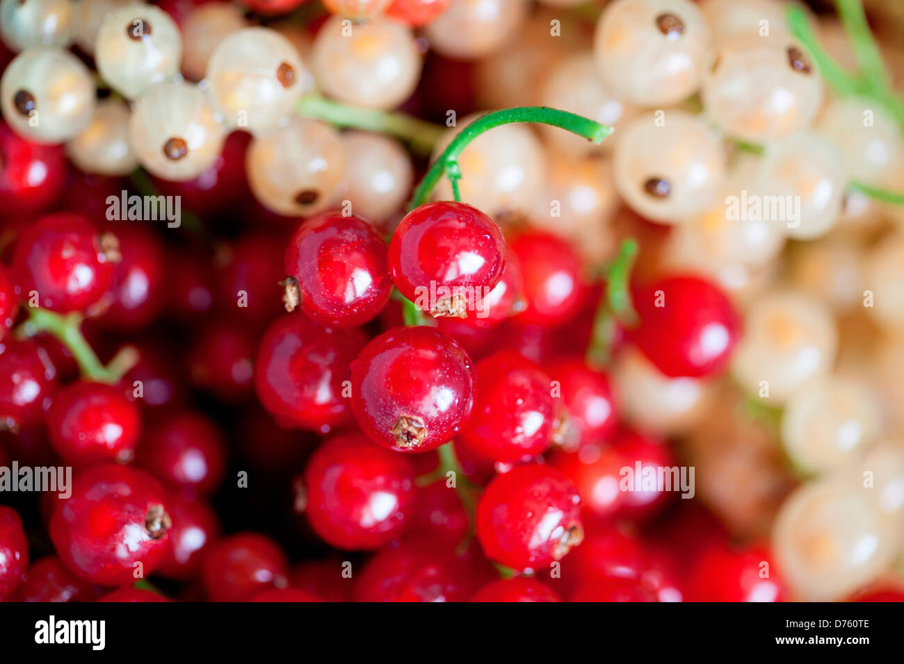 Ribes rubrum sativum hi-res stock photography and images - Alamy