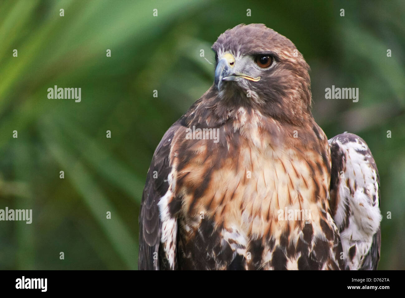 Melanistic eagle hi-res stock photography and images - Alamy