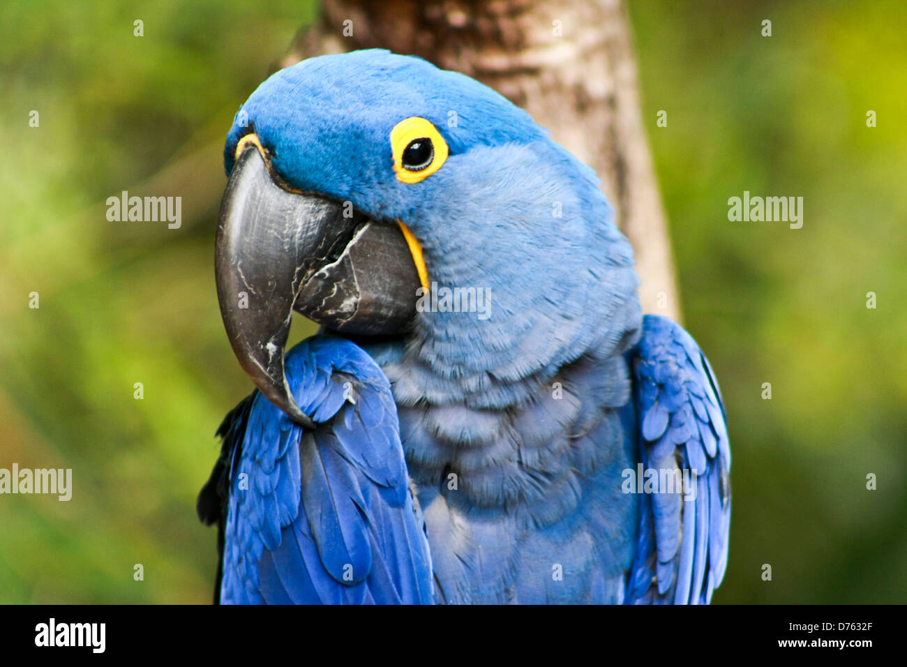 Portrait of a Hyacinth Macaw at Brevard Zoo, Melburne, Florida, USA ...