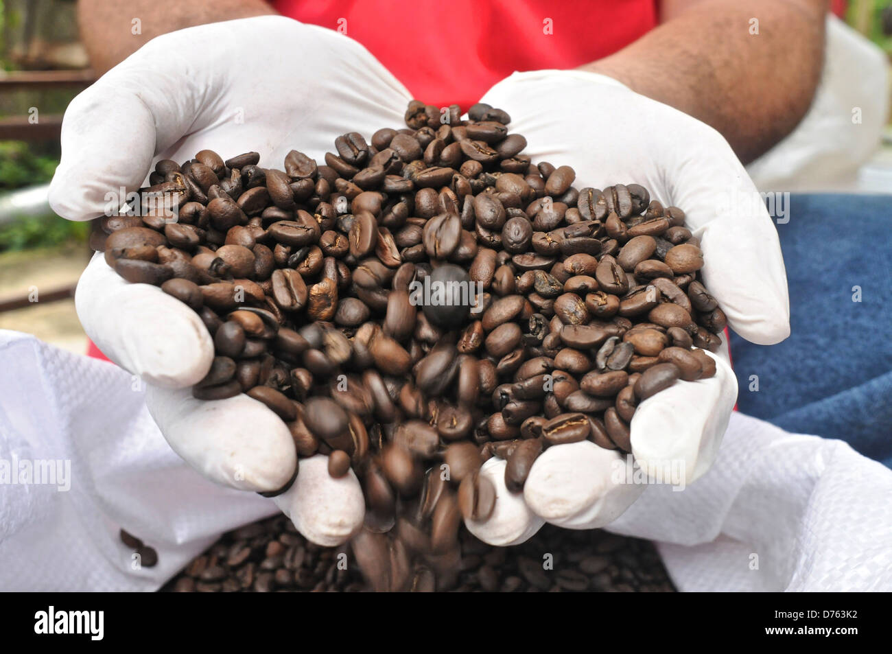 Panama, Man showing coffee beans Stock Photo - Alamy