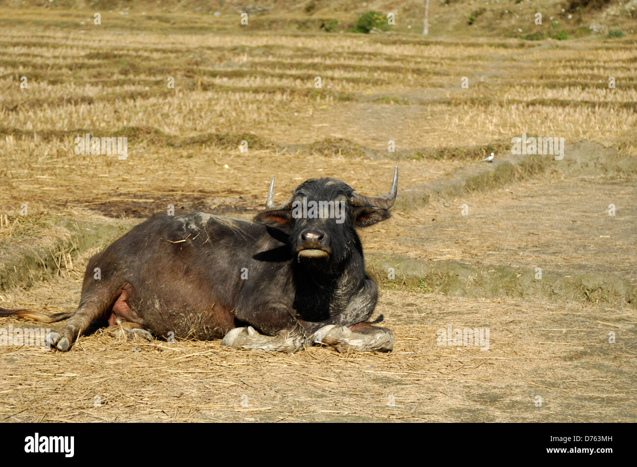 Buffalo farm in nepal hi-res stock photography and images - Alamy