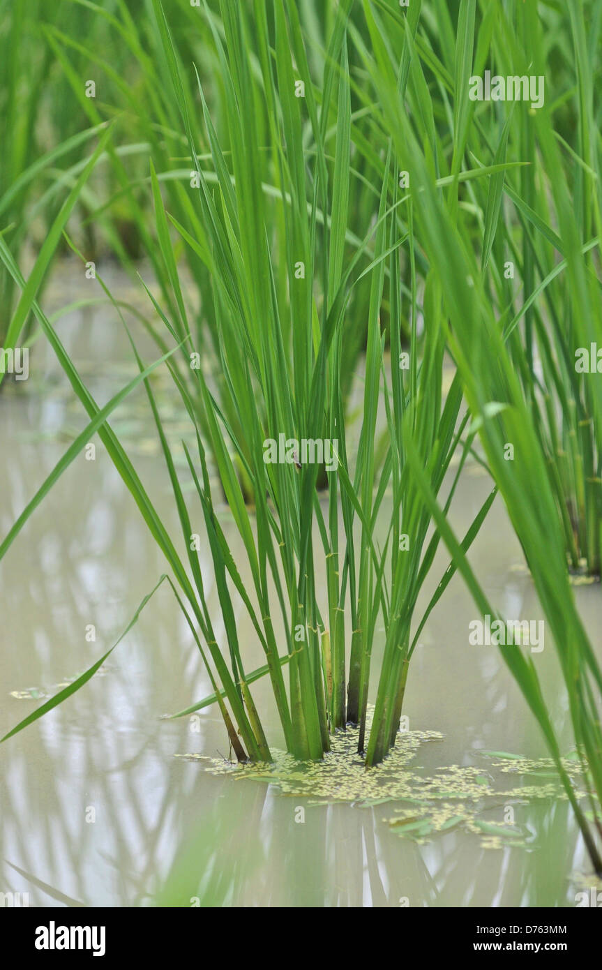 Panama, Rice plant growing in paddy Stock Photo - Alamy