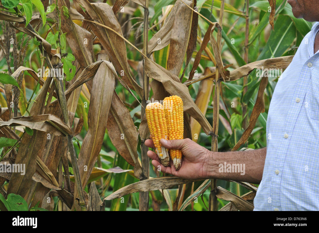 Panama, Farmer showing corn cobs Stock Photo - Alamy