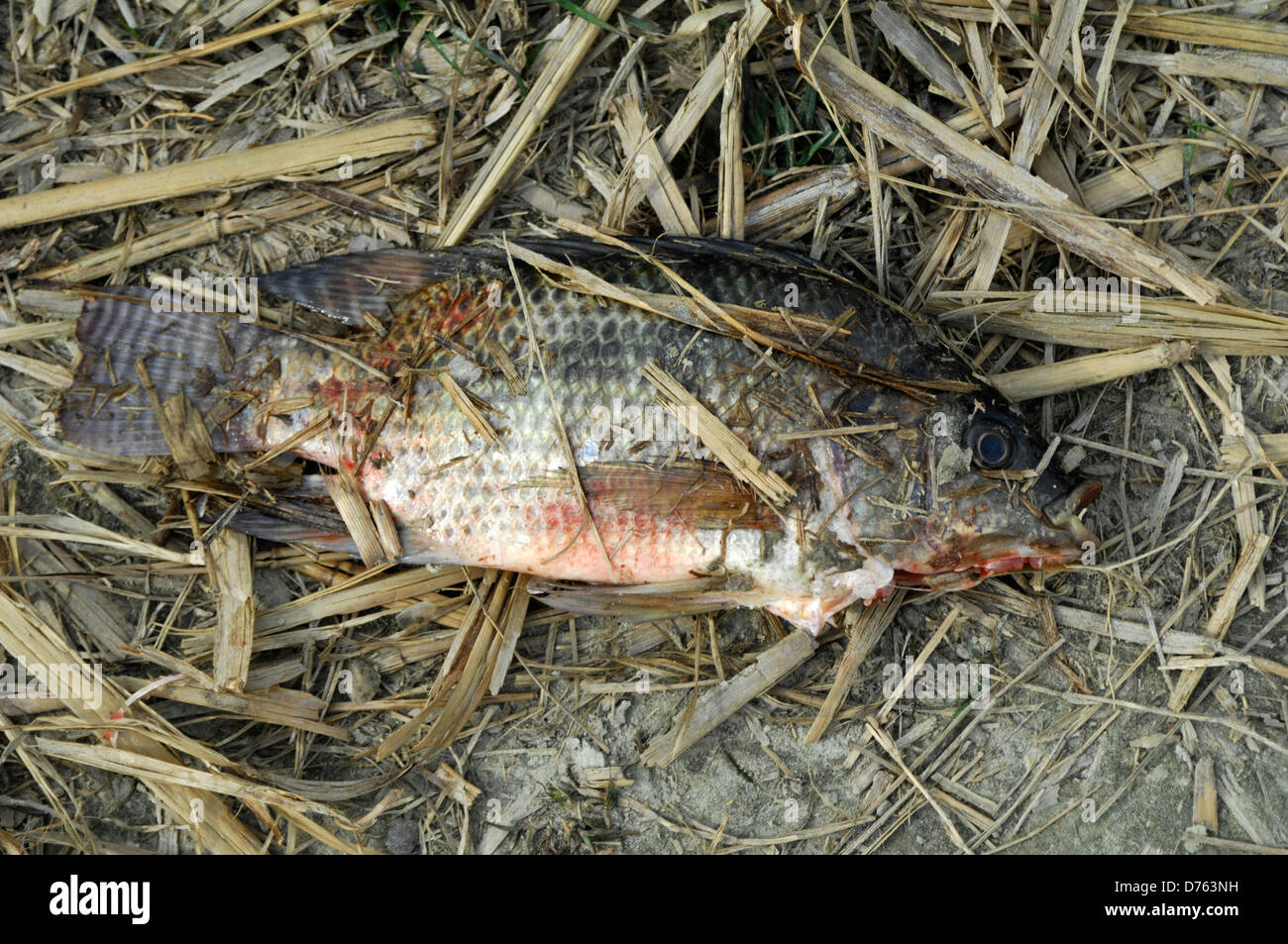 A dead fish laying near the bank of a lake Stock Photo - Alamy