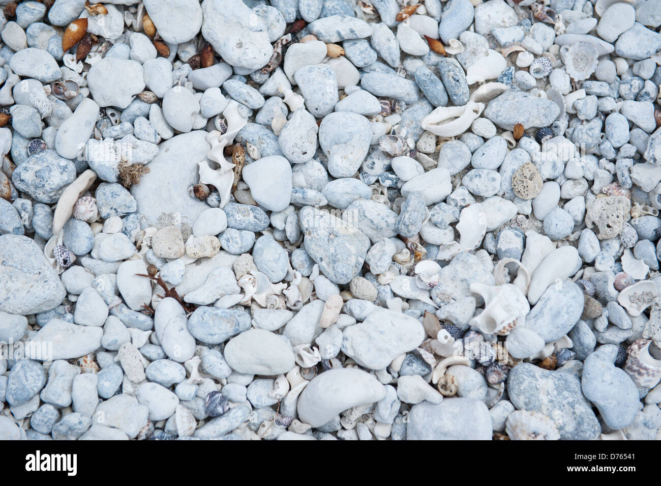 Shells and Stones on a Beach Stock Photo - Alamy