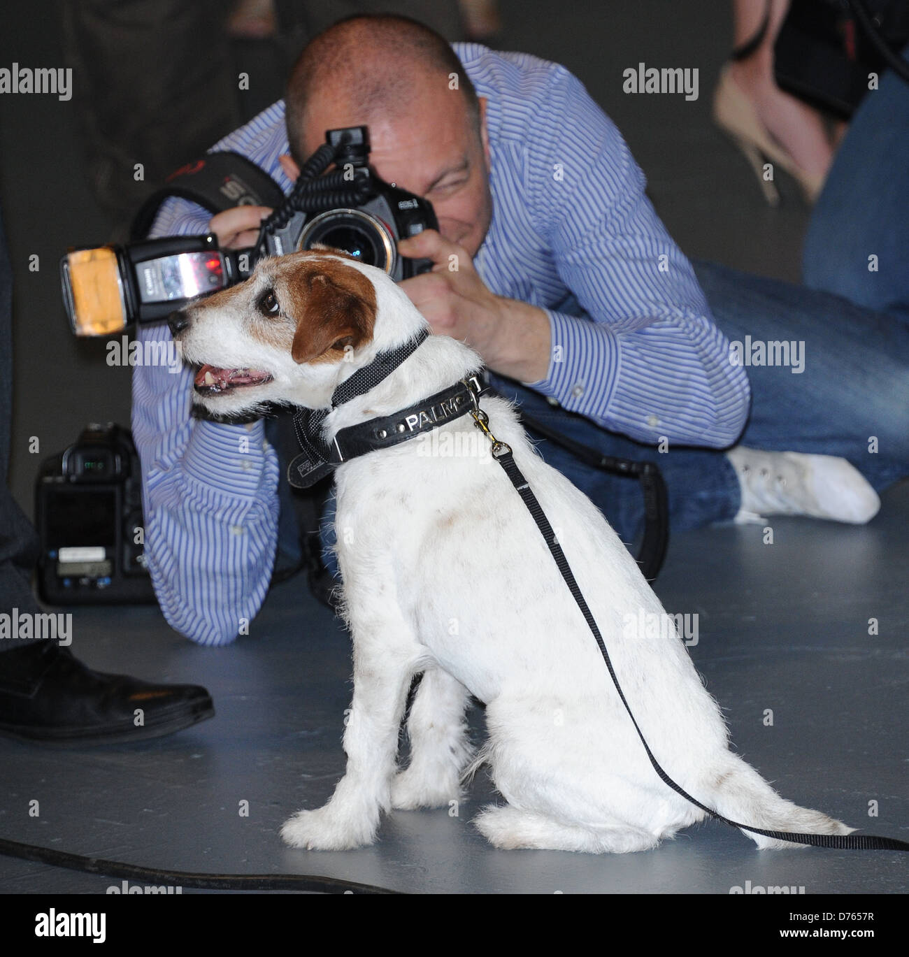 Uggie the dog at the Commendation from The City of Los Angeles to 'THE ...