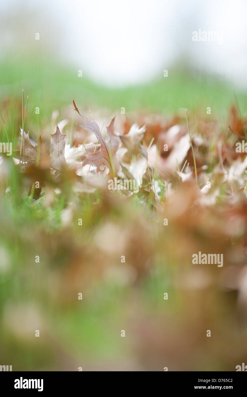 Close up of Autumn Leaves on Ground Stock Photo - Alamy