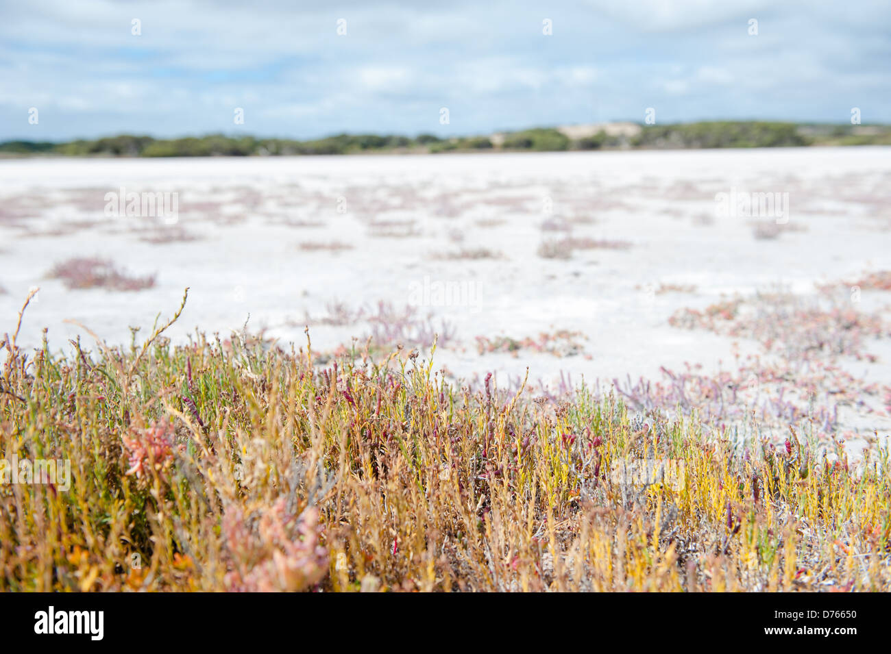 Samphire Plant in Foreground with landscape of a Salt Lake Bed Stock ...